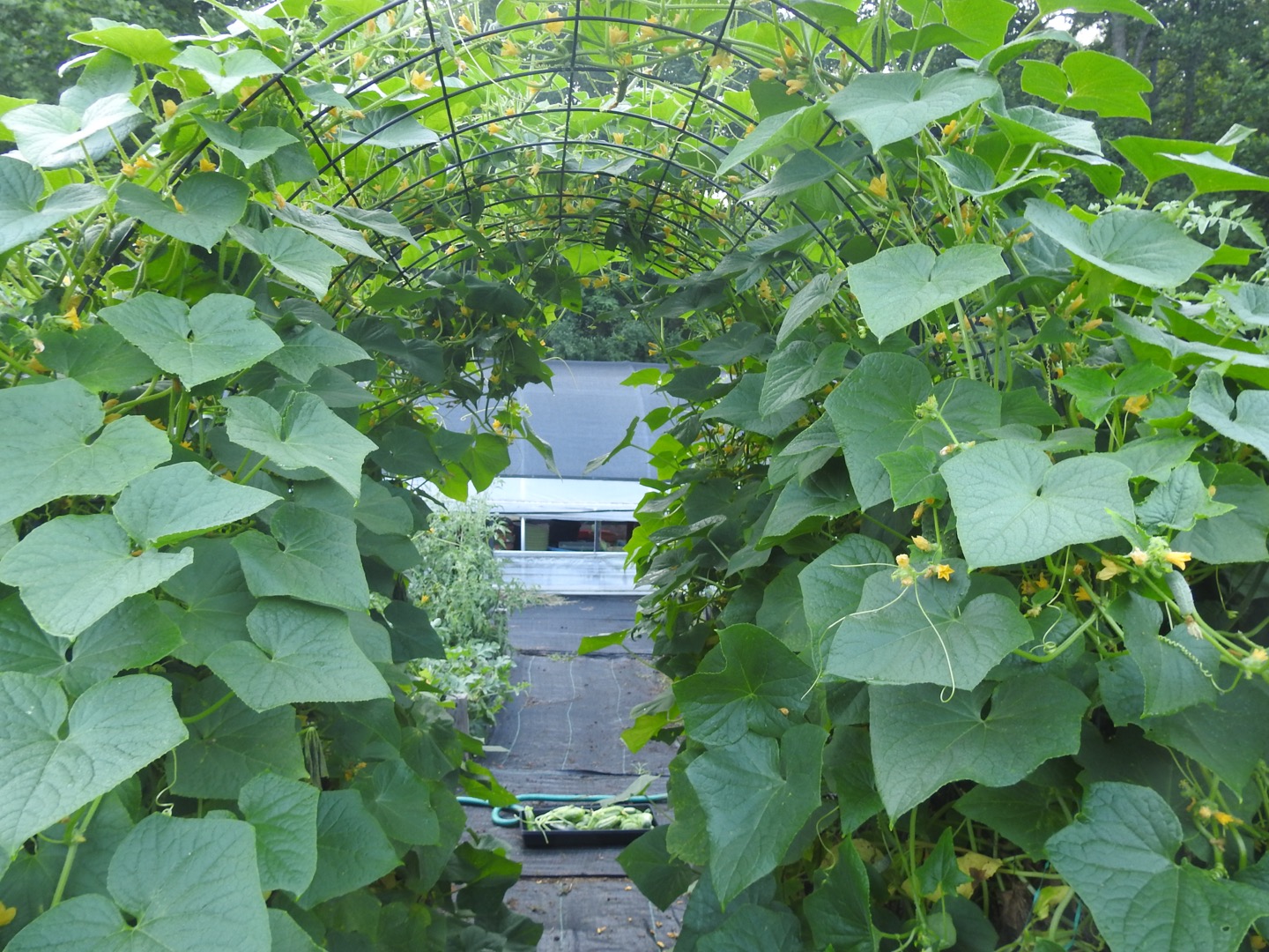 Cucumber Jungle | Missing Willow Farm